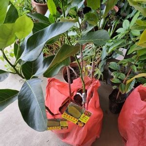 J33 波羅蜜 美好花果種苗園