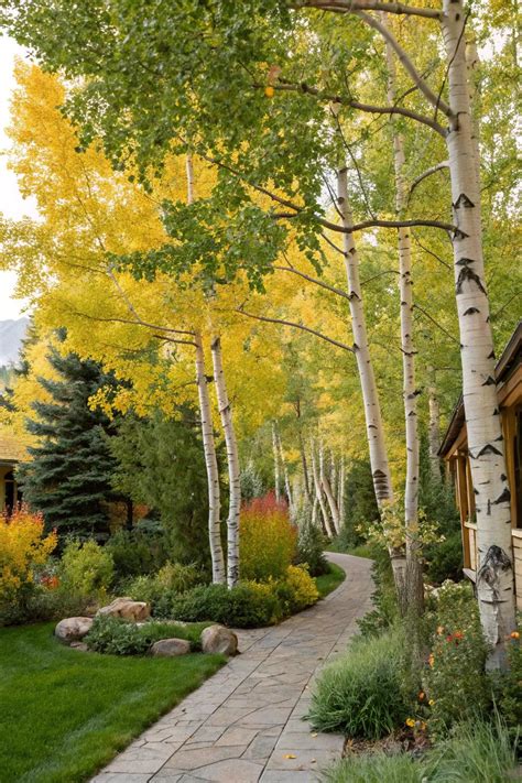 17 Inspiring Quaking Aspen Landscaping Ideas