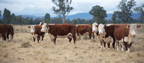 Rumevite Feeds Supplements And Concentrates