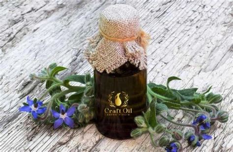 Користь олії бурачника і крафтових олій CraftOil. Купити олію