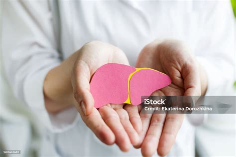 세계 간염의 날 핑크색 배경에 간을 기증하는 그녀의 손에 들고 의사 여자 바이러스 성 간염 예방 및 치료에 대한 인식 간암 세계 암의 날 간 내부 기관에 대한 스톡 사진 및