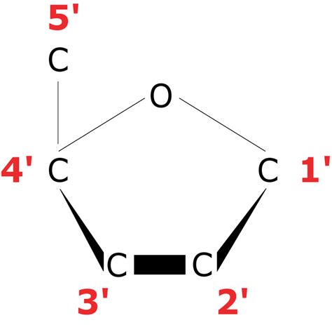 Vdus Blog Dna Structure A Primer