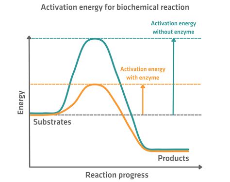 Enzyme Essentials Definition Functions And Types Integra