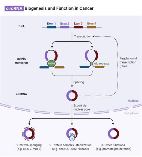 Circrna In Cancer Biorender Science Templates