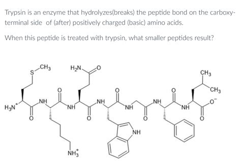 Trypsin Is An Enzyme That Hydrolyzes Breaks The