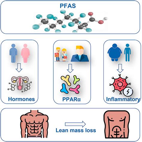 Sex And Obesity Influence The Relationship Between Perfluoroalkyl