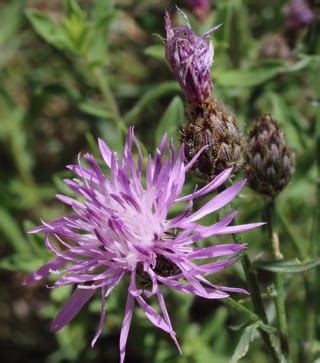 Weed Guide Pajarito Environmental Education Center