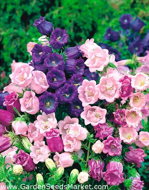 Canterbury Bells Double Flower Variety Bell Flower 400 Seeds