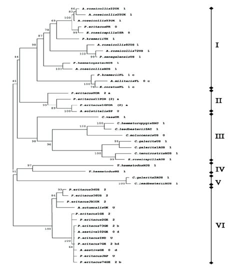 6 Neighbour Joining Tree Illustrating The Phylogenetic Distribution Of Download Scientific