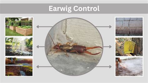 Earwig Control How To Get Rid Of Earwigs Fast