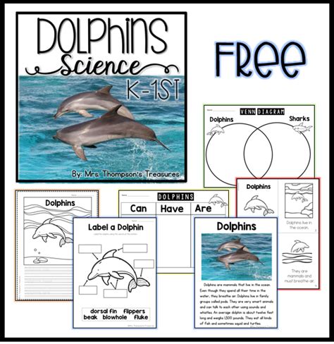free dolphin science for k 1st dolphin lessons science activities