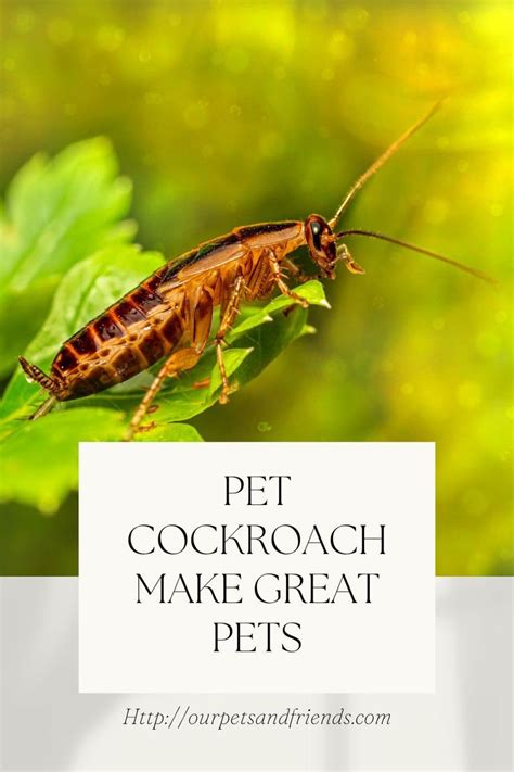 Pet Cockroach Make Great Pets Artofit