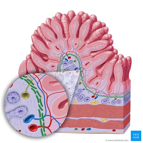 Muscularis Mucosae Anatomy Histology And Function Kenhub