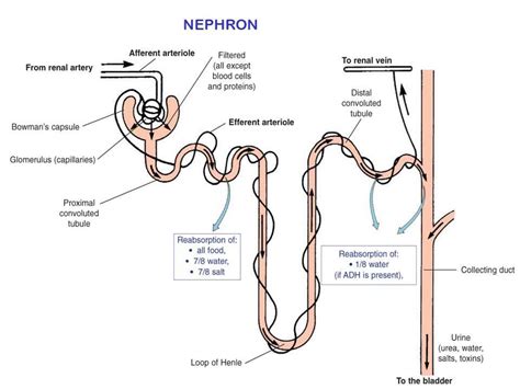 Anatomy Of A Nephron A Visual Guide