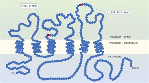 Schematic representation of the structure of the CLN3 protein (on the ...