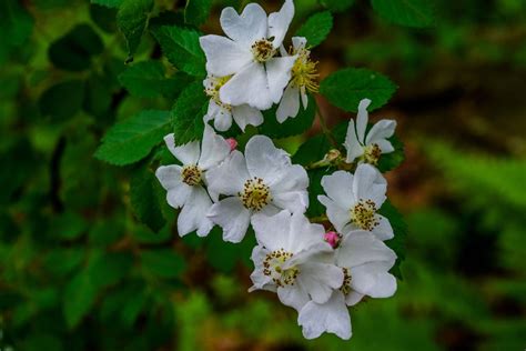multiflora-rose-2 - John Atkinson