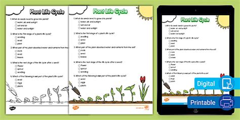 Plant Life Cycle Quick Quiz For K 2nd Grade
