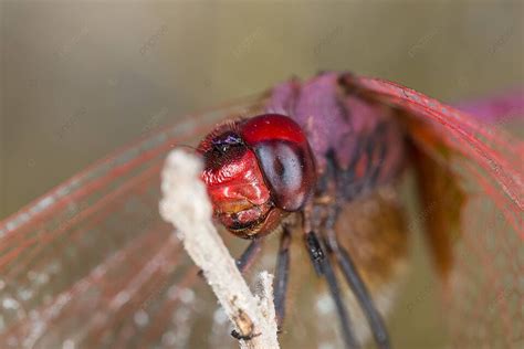 Dragonfly Microscope Details Science Wildlife Photo Background And