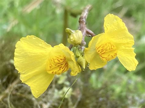 Southern Bladderwort Utricularia ×australis