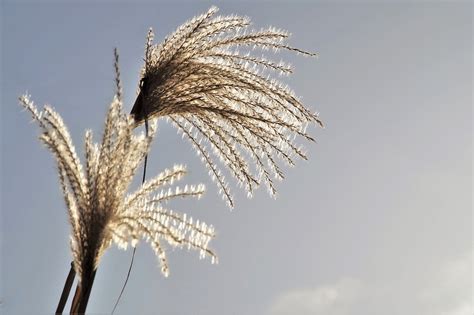 100 무료 Pampa Grass And 억새풀 이미지 Pixabay 100 무료 Pampa Grass And 억새풀 이미지 Pixabay