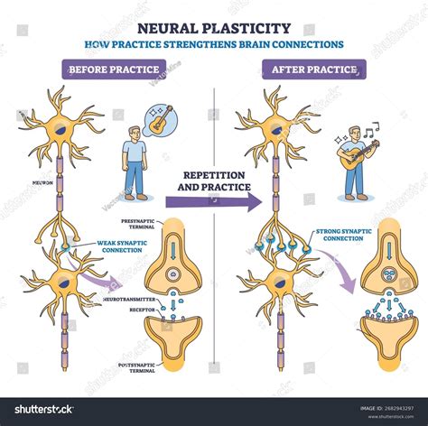 Neural Pathway Diagram Over 225 Royalty Free Licensable Stock