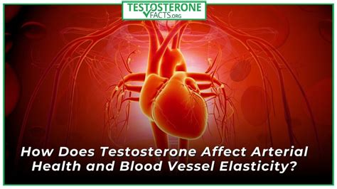 How Does Testosterone Affect Arterial Health And Blood Vessel