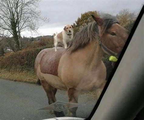 도로에서 운전 개같이 하는 놈 만났다 유머움짤이슈 에펨코리아