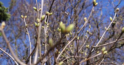 Leafless Trees In Sunny Weather In Spring Stock Video Video Of Winter