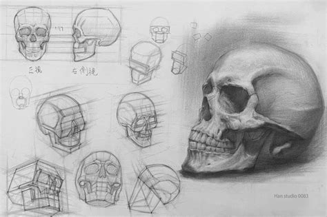 Human Skull Sketch Learn Anatomy For Accurate Portraits