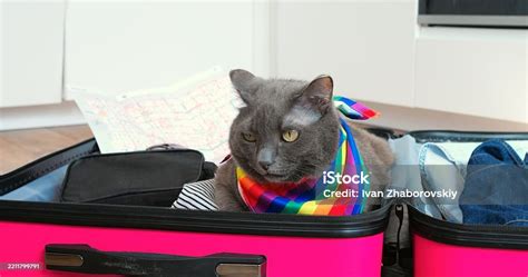생생한 무지개 스카프를 두른 회색 고양이가 열린 분홍색 여행 가방 안에 장난스럽게 숨어 여행복과 지도로 둘러싸여 예상치 못한 모험을 준비하고 있습니다 컨셉 고양이와 여행
