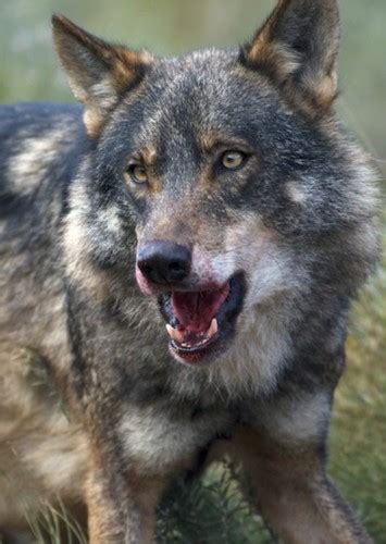 Akela Fan Casting For El Libro De La Selva La Leyenda De Mowgli Mycast Fan Casting Your