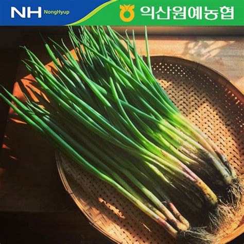 [농협] 신선 흙쪽파 4kg 특 큰단 Ssg Com