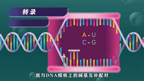 遗传信息的转录和翻译 腾讯视频