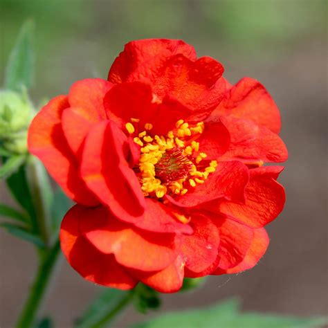 Geum Seed Geum Avens Mrs Bradshaw Flower Seeds Flower Seeds