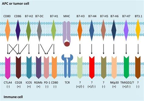 B7 H3 A Checkpoint Molecule As A Target For Cancer Immunotherapy
