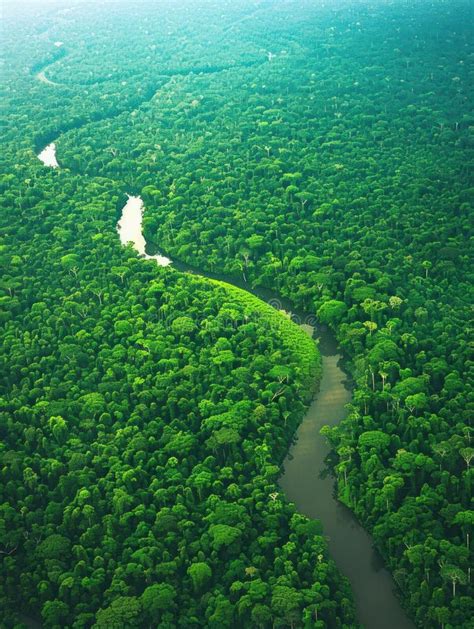 Amazon Rainforest Aerial View Showcases Winding River Amidst Lush Plants Lush Canopy Forms