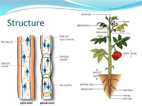 Lesson 9 3 Algae Vs Plants Refer To