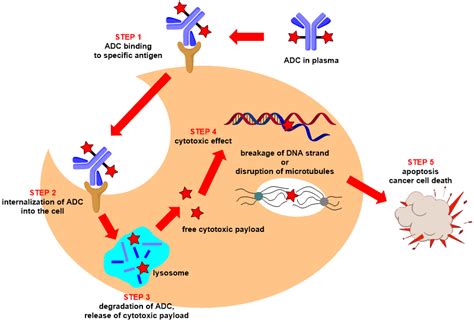 Antibody Drug Conjugates Adcs Introduction