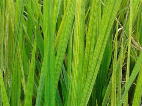 Rice Leaf Mite Pests And Diseases