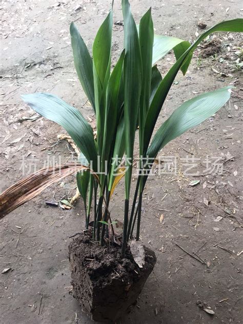 一叶兰花境 一叶兰图片花境 一叶兰叶子 文秘苑图库