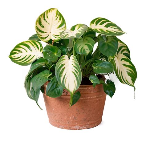 Download Pothos Root Rot Prevention Tips Png Bpt