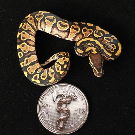 Trick Yellowbelly Het Puzzle Ball Python By Mercury Exotics
