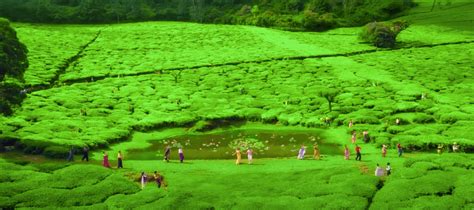 Extreme Green Colour Grading In Recent Rohit Shetty Movies Cirkus And