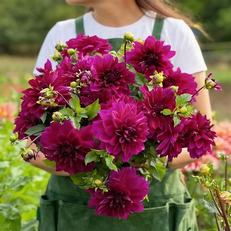 Thomas Edison Dahlia Tubers Urban Farmer