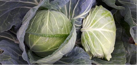 What Does Flat Cabbage Look Like At Bruce Macias Blog