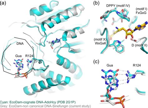 Structures Of Escherichia Coli Dna Adenine Methyltransferase Dam In