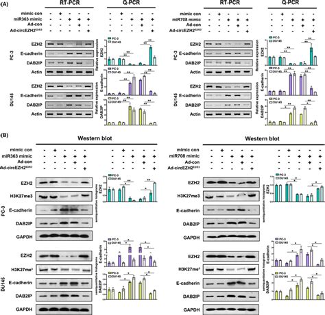 Circezh2e2 E3 Blocked The Inhibitory Effects Of Mir363 And Mir708 On Download Scientific