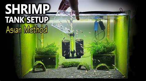 The Shrimp Wonderland Shrimp Tank Setup For Caridina Step 47 Off