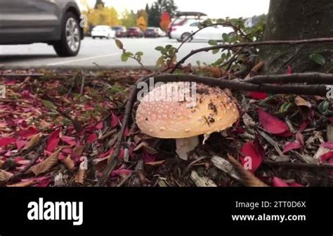 Root Bread Stock Videos And Footage Hd And 4k Video Clips Alamy