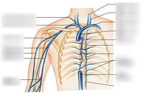 Upper Limb Venous Anatomy Diagram Veins Of Upper Limb Illustration